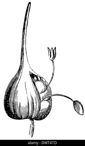 Garlic plant (Allium sativum) botanical drawing. Ink on paper Stock ...