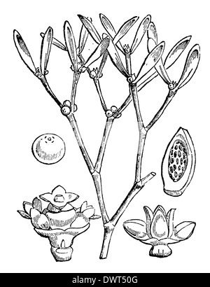 Mistletoe (Viscum album) botanical drawing over white background ...