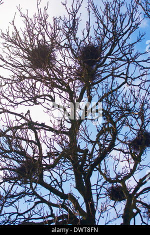 Rook Rookery in Spring Stock Photo - Alamy