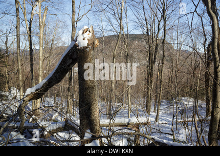 Snapped birch tree in Kinsman Notch of the White Mountains, New ...