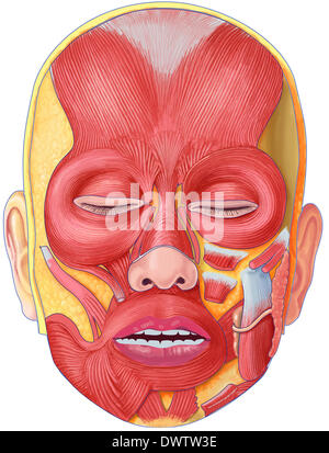 Illustration of the risorius muscle Stock Photo - Alamy
