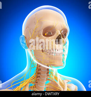 Peripheral nervous system head neck drawing Stock Photo - Alamy