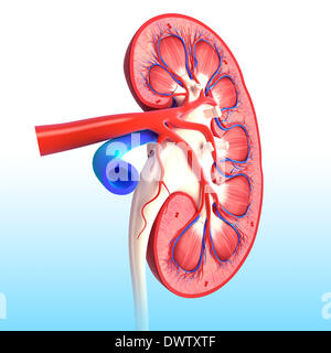 Renal Corpuscle. Kidney glomerulus anatomy. Diagram shows the afferent ...