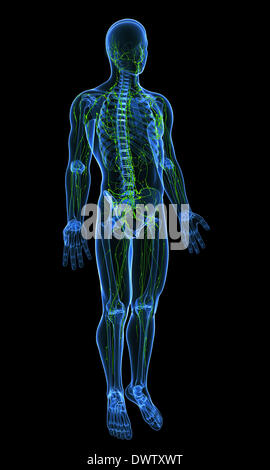 LYMPHATIC SYSTEM DRAWING Stock Photo: 62650640 - Alamy