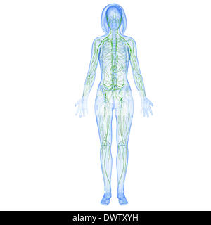 Lymphatic system drawing Stock Photo - Alamy