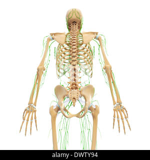 Lymphatic system pelvis drawing Stock Photo - Alamy