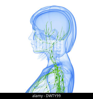 Lymphatic system head neck drawing Stock Photo - Alamy