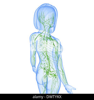 Lymphatic system back drawing Stock Photo - Alamy