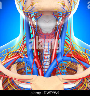 Blood circulation neck drawing Stock Photo - Alamy