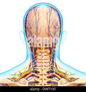 Peripheral nervous system nape of the neck drawing Stock Photo - Alamy