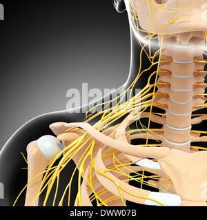 Peripheral nervous system shoulder drawing Stock Photo - Alamy