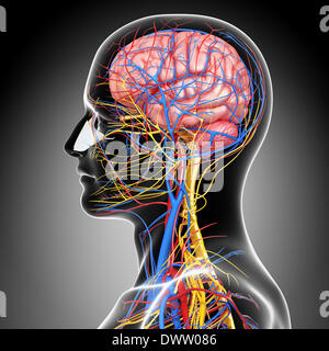 Nervous system drawing Stock Photo - Alamy