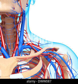 Blood circulation shoulder drawing Stock Photo - Alamy