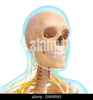 Peripheral nervous system head neck drawing Stock Photo - Alamy