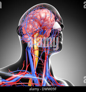 Blood circulation neck head drawing Stock Photo - Alamy