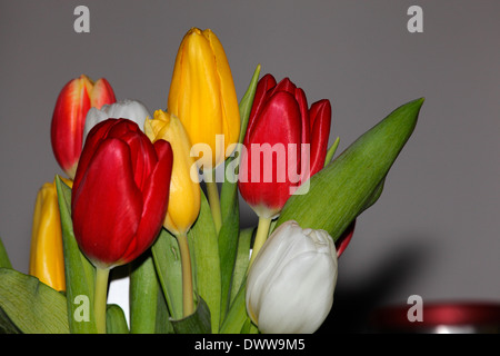 Yellow variegated tulips Stock Photo - Alamy