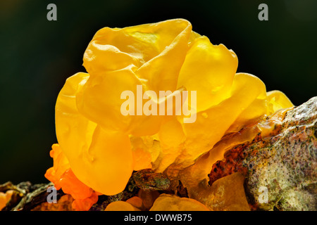 Yellow Brain, Golden Jelly Fungus or Witches' Butter (Tremella ...