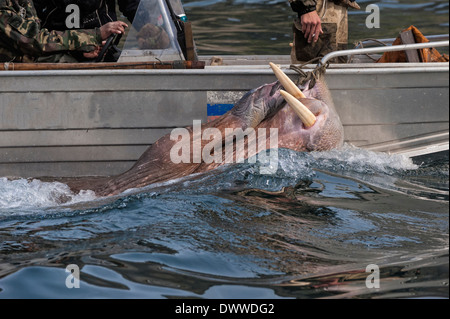 Walrus hunters, Cape Achen, Chukotka, Russia Stock Photo - Alamy