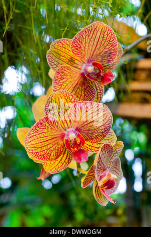 A closeup shot of an orange orchid Stock Photo - Alamy