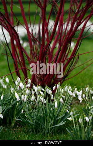 Galanthus snowdrop clumps cornus stolonifera red stem dogwood white ...