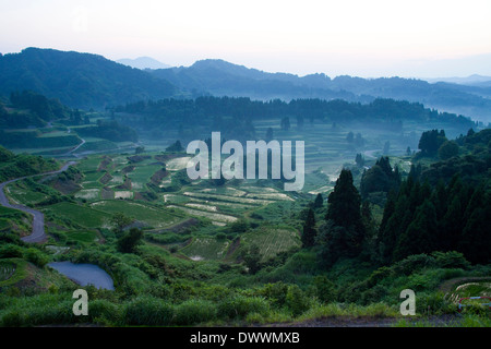 Terraced rice fields, Niigata Prefecture, Japan Stock Photo - Alamy