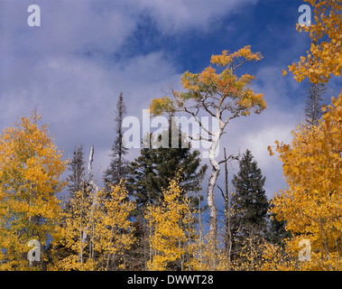 Tri-Color Aspen V Stock Photo - Alamy