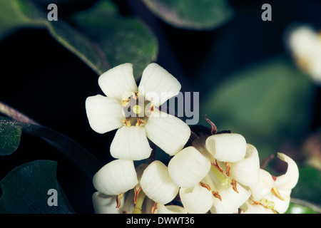 Close-up of Pittosporum undulatum /Sweet Pittosporum/Native Daphne ...