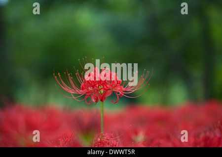 Single red spider lily flower cluster isolated over a white background ...