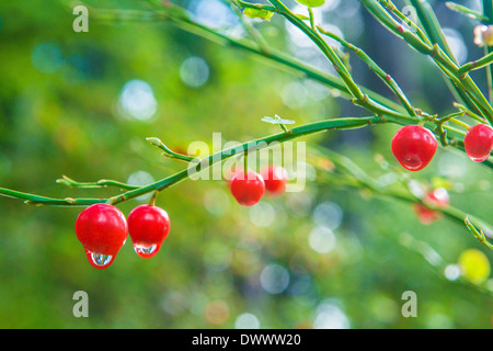 Huckleberries growing wild in the forest, Sitka, Alaska Stock Photo - Alamy