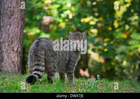 European wildcat, forest wildcat (Felis silvestris silvestris), sitting ...