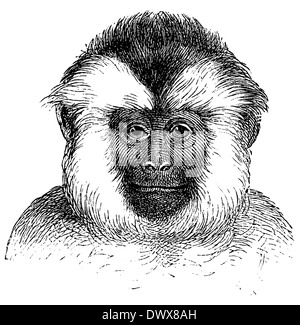 Weeper capuchin. Wedge-capped capuchin Stock Photo - Alamy