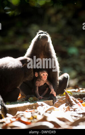 A crested macaque (Macaca nigra) gets rest in the shade in Tangkoko ...