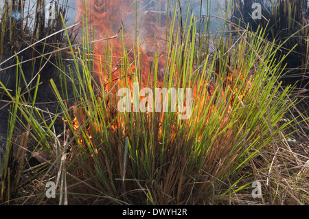 Indian Bush Burning and Air Pollution Stock Photo - Alamy