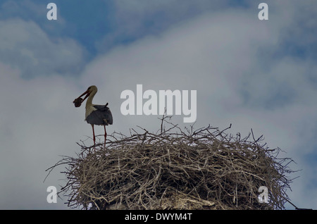 White stork take a hatch chicken from nest Stock Photo - Alamy