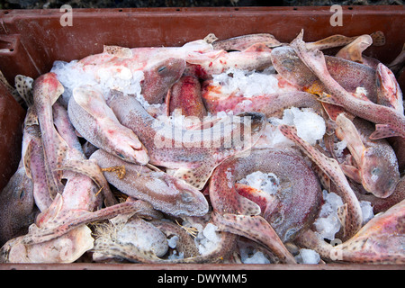 Lesser Spotted Dogfish freshly landed in tray with ice, Ilfracombe ...
