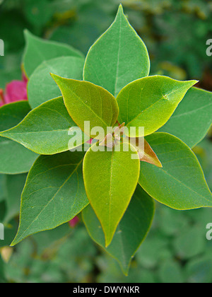 Leaves of Bougainvillea, Nyctaginaceae, India Stock Photo - Alamy