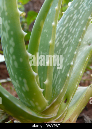 Aloe vera, India Stock Photo - Alamy