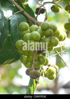 Sapindus emarginatus, Notched Leaf Soapnut, Arishta, Reetha Stock Photo ...