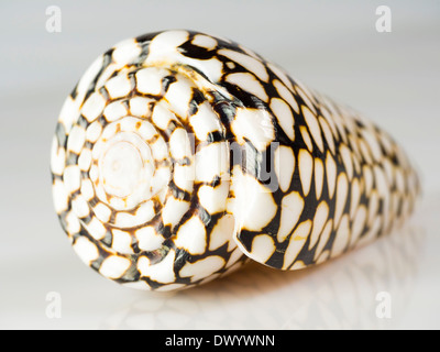 A colourful spiral cone shell. These come from the venomous conus ...