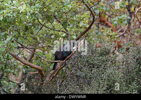 A tui (Parson bird, Prosthemadera novaeseelandiae) - a native New ...