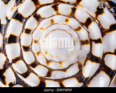 A colourful spiral cone shell. These come from the venomous conus Stock ...
