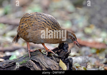 The Weka Gallirallus australis is an endemic flightless bird of New ...