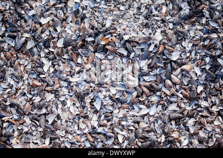 Underwater shells with sunlight reflection Stock Photo - Alamy