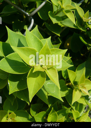 Leaves of Bougainvillea, Nyctaginaceae, India Stock Photo - Alamy
