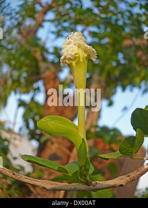 Flower of Dolichandrone falcate, Spathodea falcate, Medhshingi Stock ...