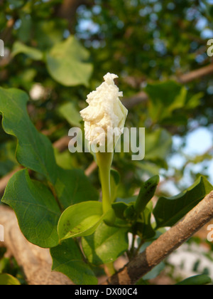 Flower of Dolichandrone falcate, Spathodea falcate, Medhshingi Stock ...
