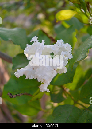 Flower of Dolichandrone falcate, Spathodea falcate, Medhshingi Stock ...