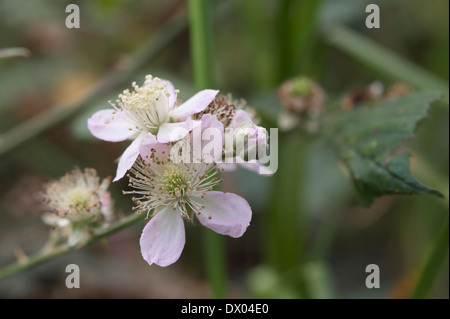 Autumn bramble leaves, Rubus fruticosa Stock Photo - Alamy