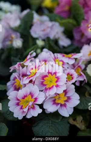 Colorful multi colored Primula vulgaris bloms. Bright floral summer ...
