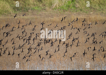 Common teal (Anas crecca) flock in flight overhead, Somerset, UK ...